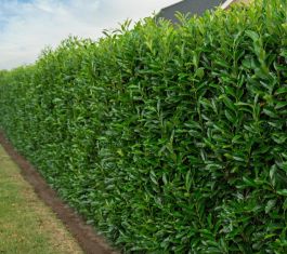 Laurier Elly kopen | Prunus laurocerasus Elly | Hoge Hagen